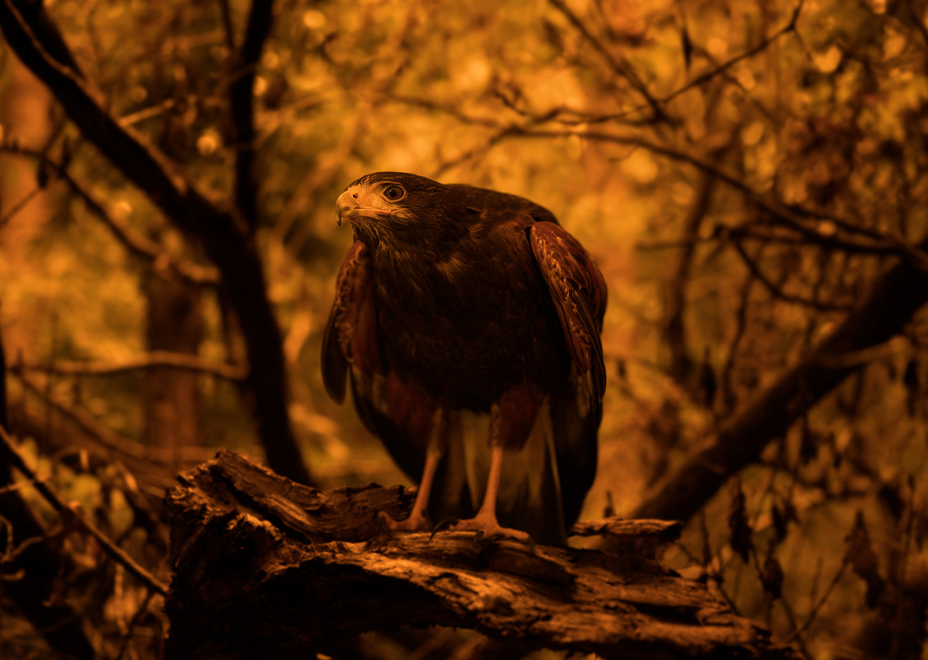 23LX-SHAW – Finn O'Hara